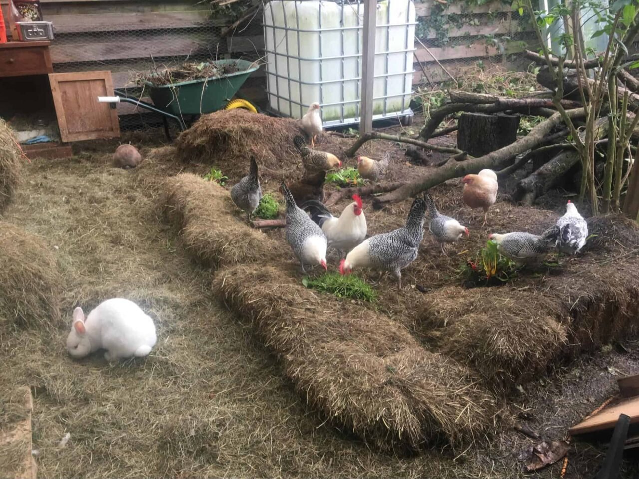 How To Set up a permaculture food forest | Step by step plan - Tiny ...