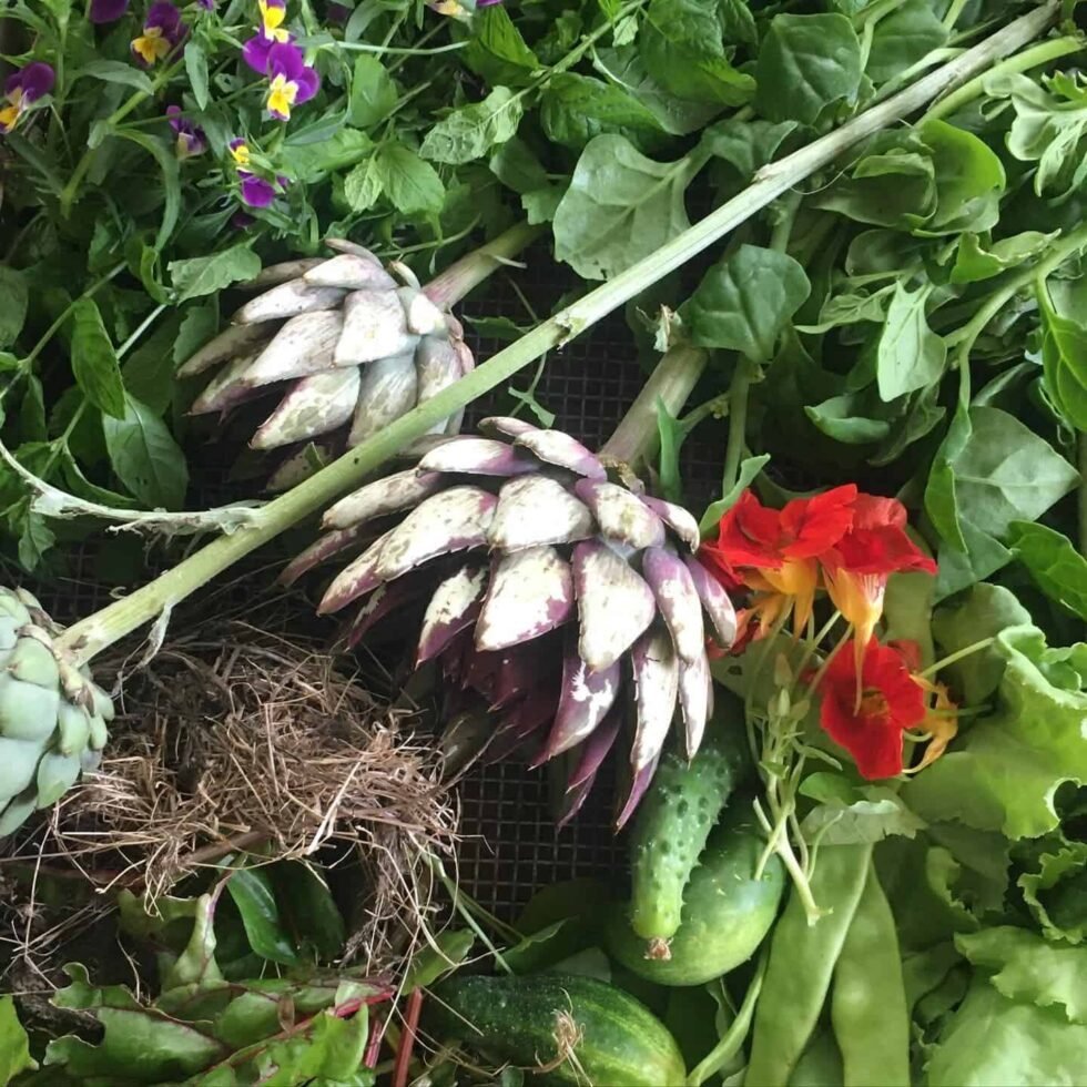 How To Set up a permaculture food forest | Step by step plan - Tiny ...